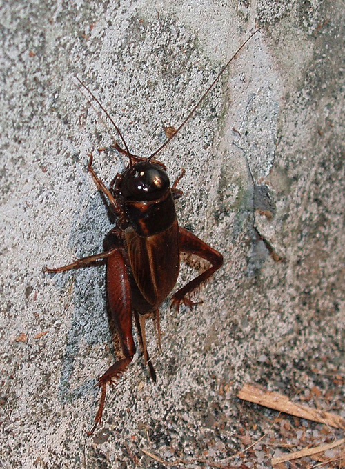 Chirp Chirp Chirp by Tormental on DeviantArt