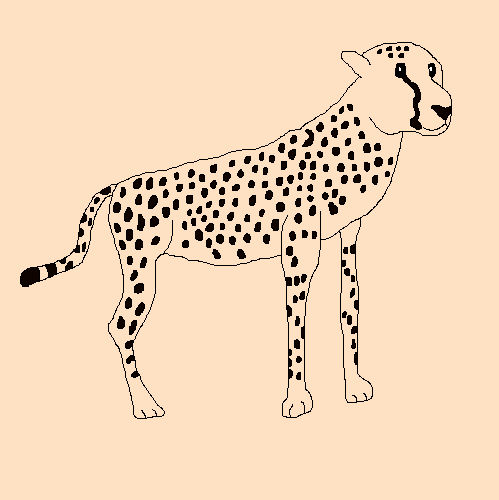 Cheetah Drawing By Lilkanyongmail On Deviantart