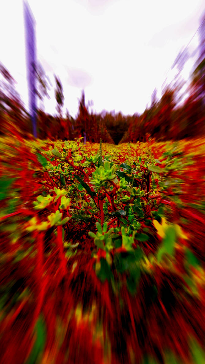 Grasses between 2 rows of vines by rolotomazzi on DeviantArt Grasses between 2 rows of vines by rolotomazzi on DeviantArt