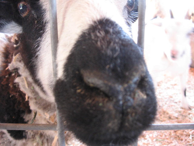 Nosy Lil Bugger by childsartworks on DeviantArt