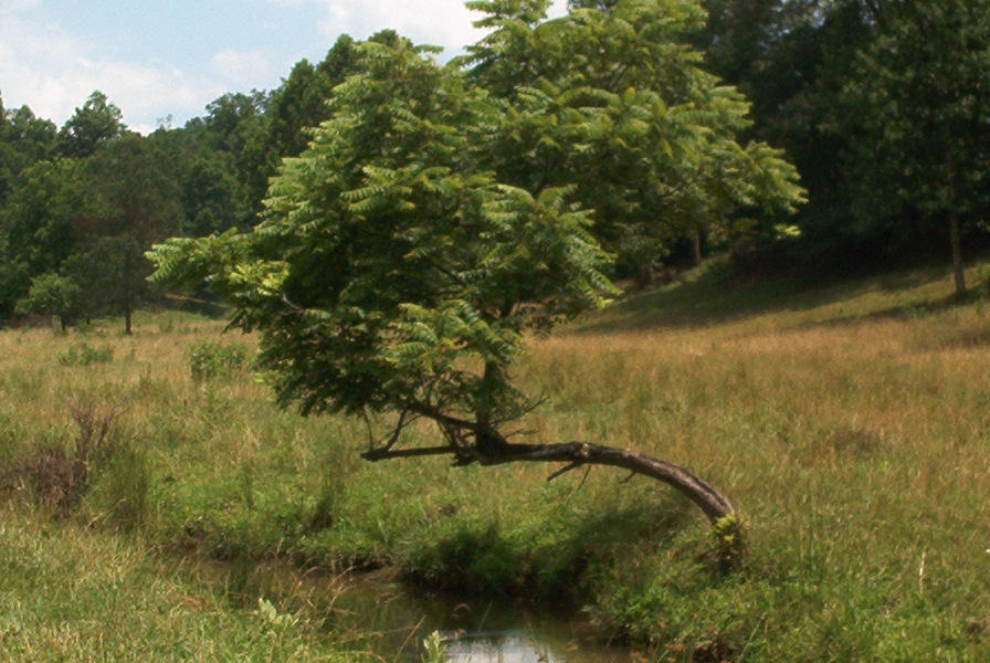 My Favorite Tree by Latest-Model on DeviantArt