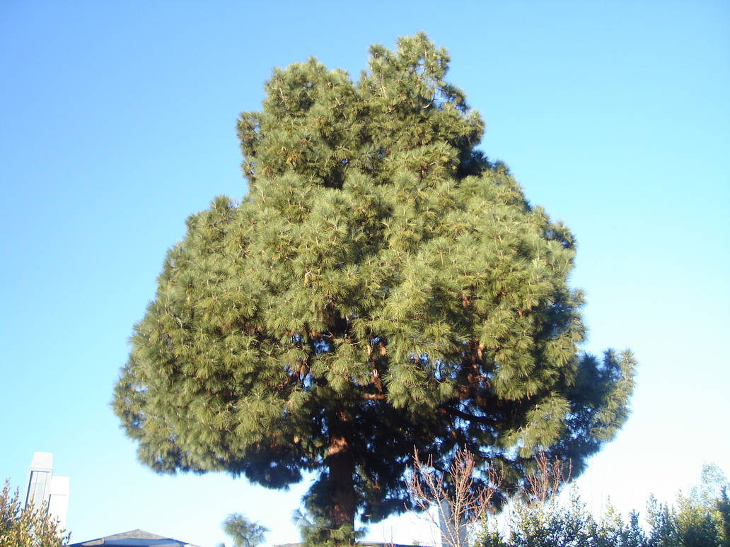 God Tree by animaygurl on DeviantArt