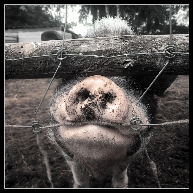 Old Hog by Mrichston on DeviantArt