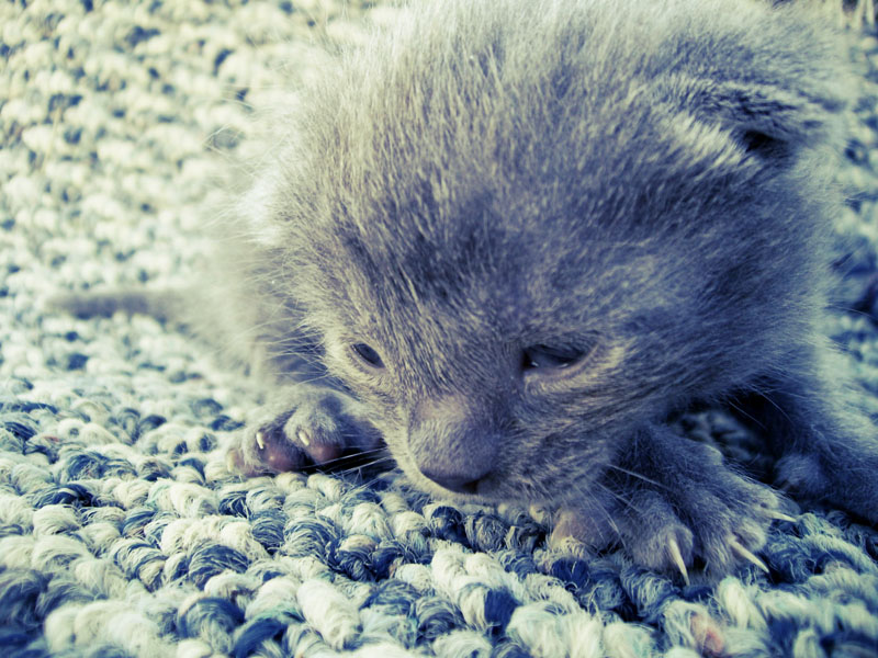 Shanaynay. by EmilyShinoda on DeviantArt