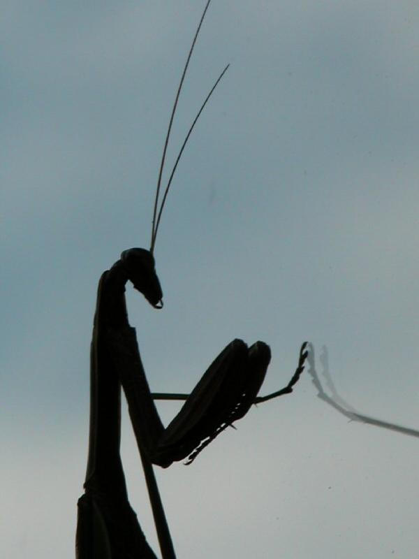 SHADOW OF THE PRAYING MANTIS by RED-MANTIS on DeviantArt