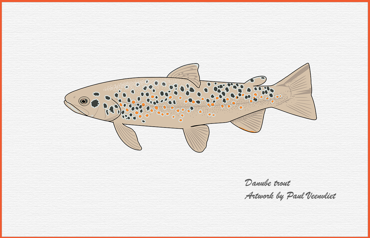 Fish art - Danube trout by Paul Veenvliet by PaulVeenvliet on DeviantArt Fish art - Danube trout by Paul Veenvliet by PaulVeenvliet on DeviantArt