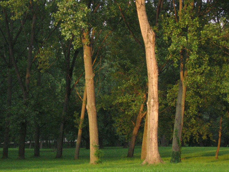 Limanski park by SleeplessMind on DeviantArt