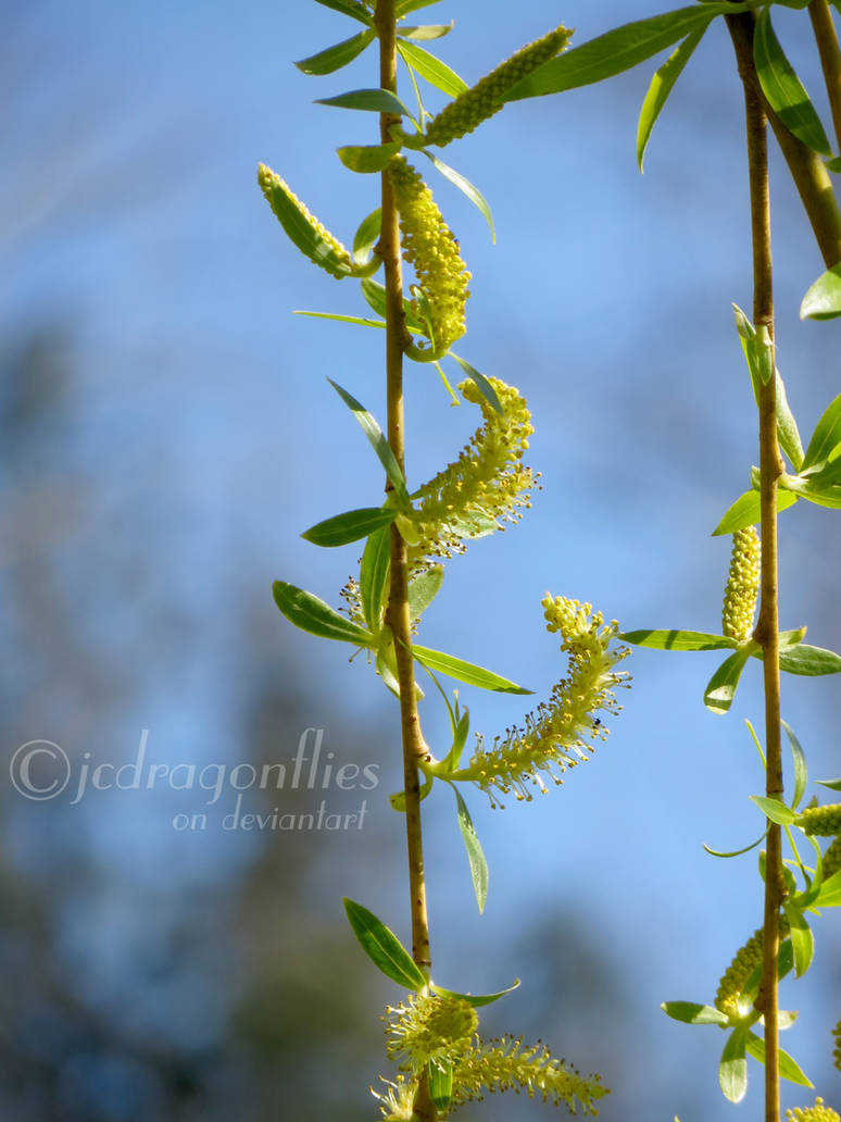 Weeping Willow 4 By Jcdragonflies On Deviantart