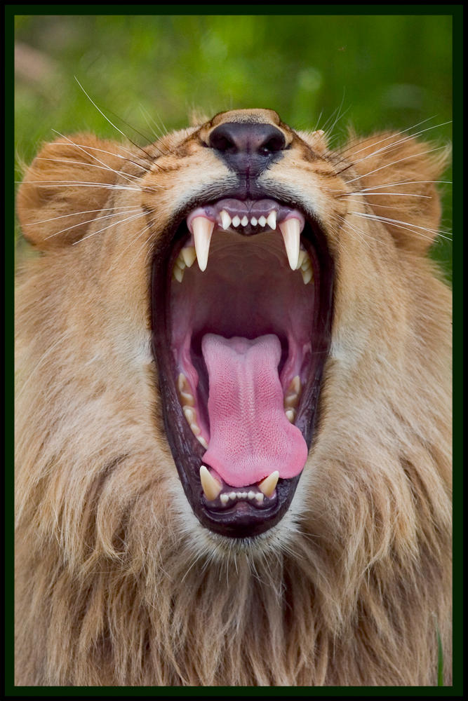 Lion yawning 03 by StudioFovea on DeviantArt
