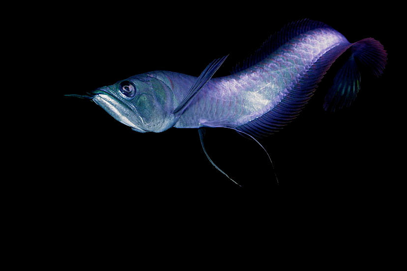 Arawana fish by M00SHY on DeviantArt