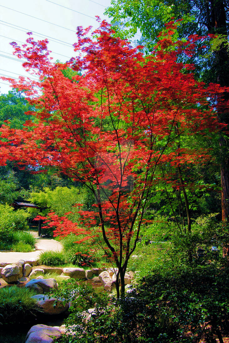 The Color Red By Miken440 On DeviantArt the-color-red-by-miken440-on-deviantart