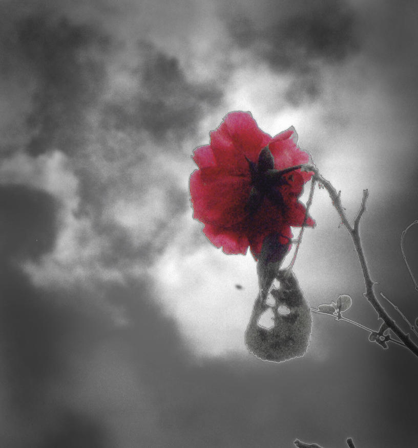 plasma rose by wrathracasan on DeviantArt