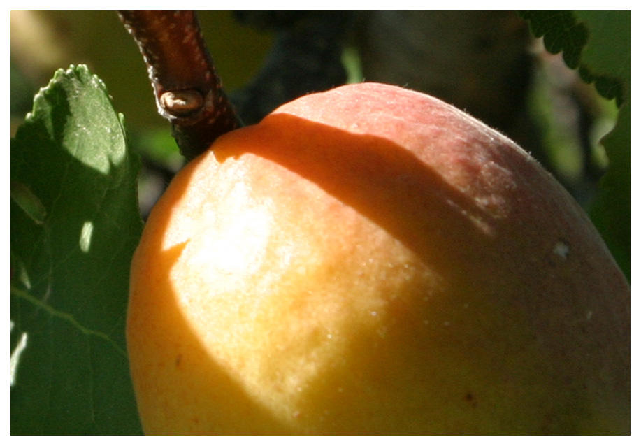 apricot_marelica by lo-banja on DeviantArt