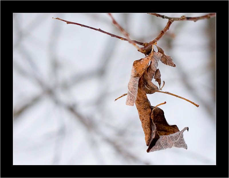 Dead Leaf by twitch19772 on DeviantArt