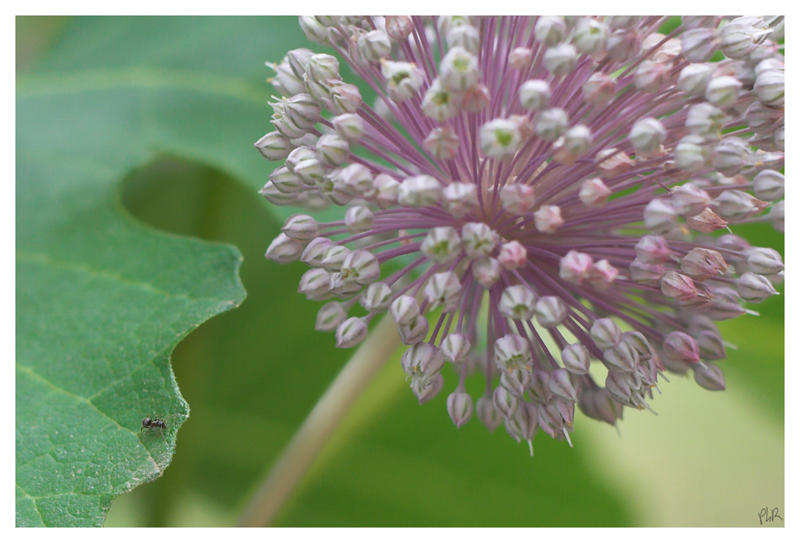 Firework for an ant by salviphoto on DeviantArt