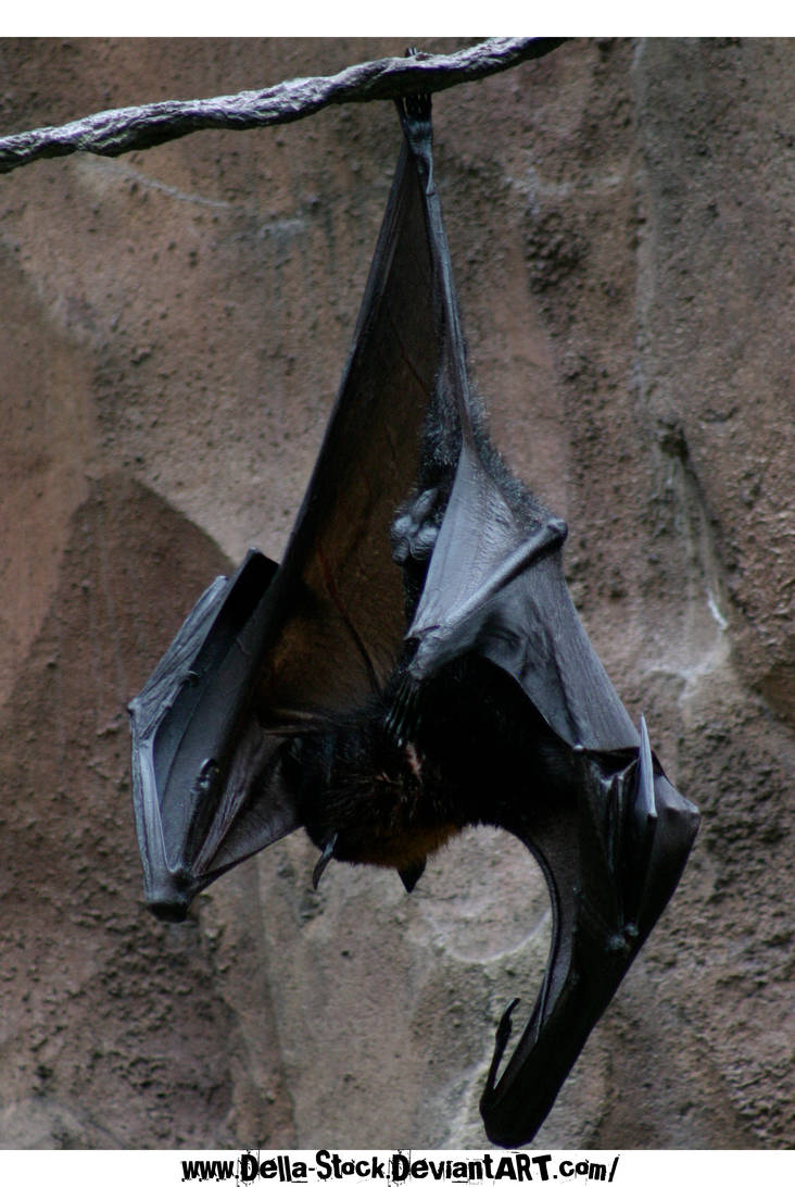 Animal Kingdom Bat.3 by Della-Stock on DeviantArt
