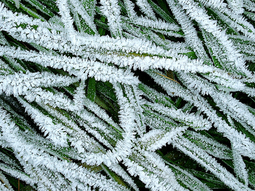 Frostwork in the morning by Maresolo on DeviantArt