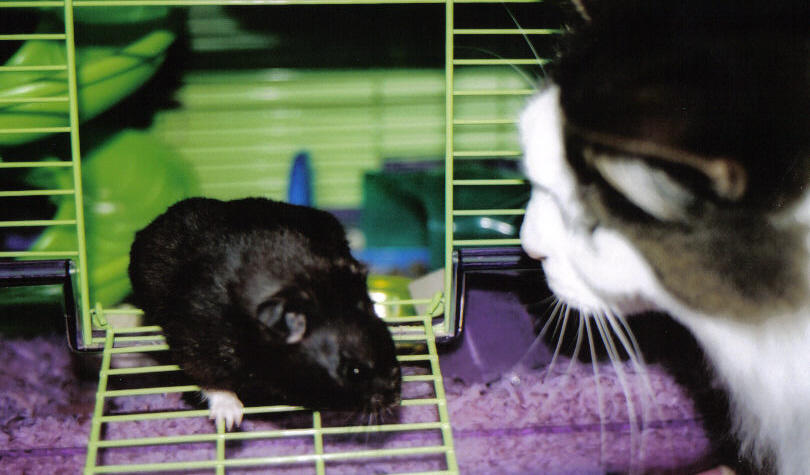 CLEO+ROBERT. by lovejezebella on DeviantArt