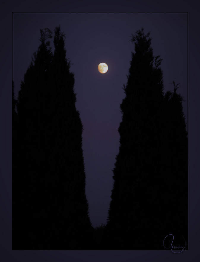 Moonlight Trees by ChickenWho on DeviantArt
