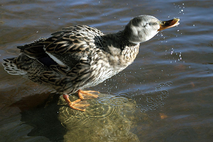 Ducks IV by mole2k on DeviantArt