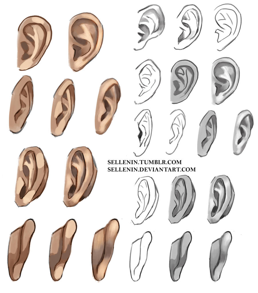 Ears Reference By Sellenin On Deviantart