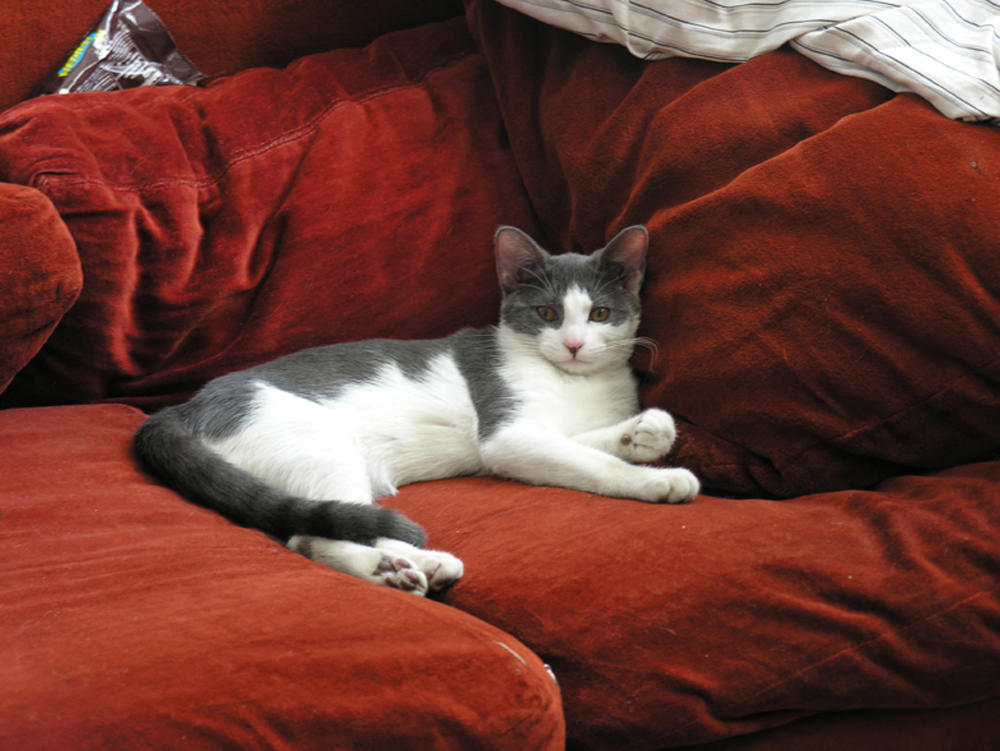 Lux Cat by screamingfish on DeviantArt