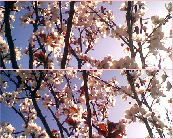 Welcome Spring By Lemon Incest On Deviantart
