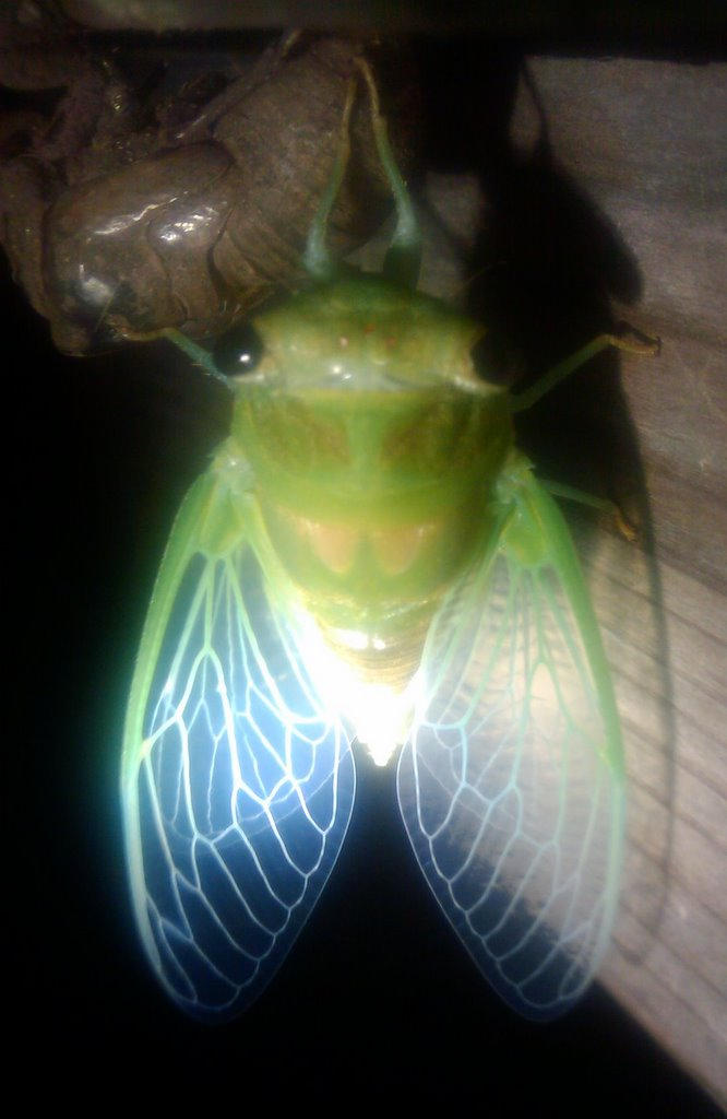 Fresh Cicada by kenman on DeviantArt Fresh Cicada by kenman on DeviantArt