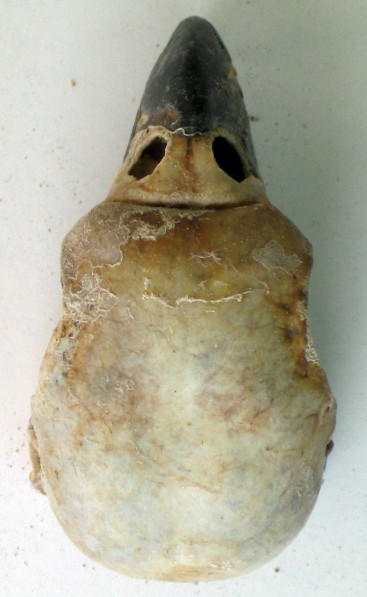 Stock Parrot Skull Dorsal by coyotlprole on DeviantArt