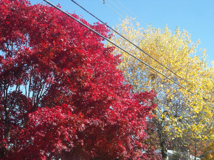 The Colors Look Good Together By SamInsane On DeviantArt the-colors-look-good-together-by-saminsane-on-deviantart