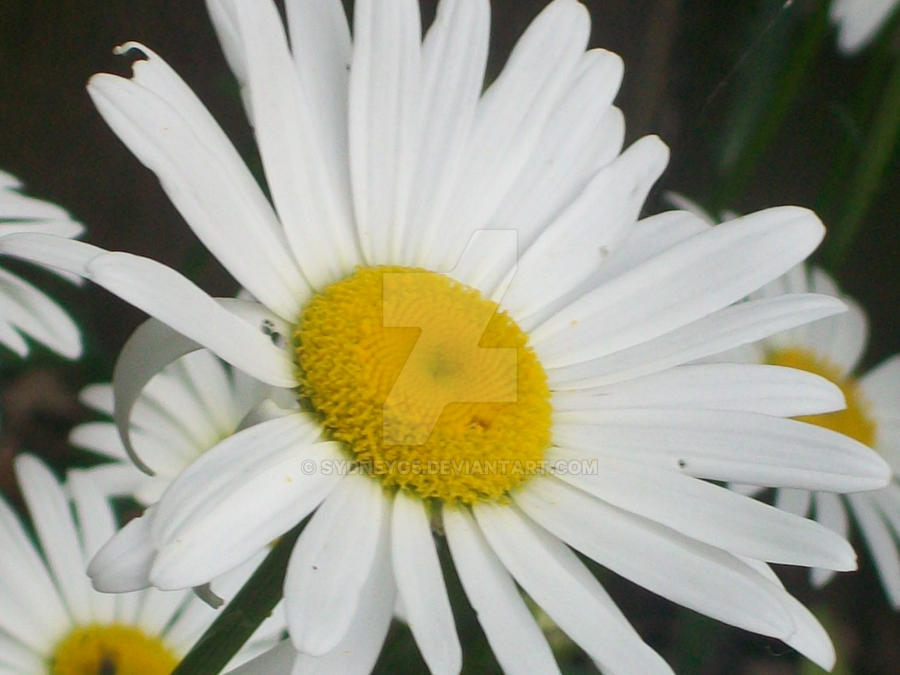 Dainty Daisy By Sydneyg5 On Deviantart