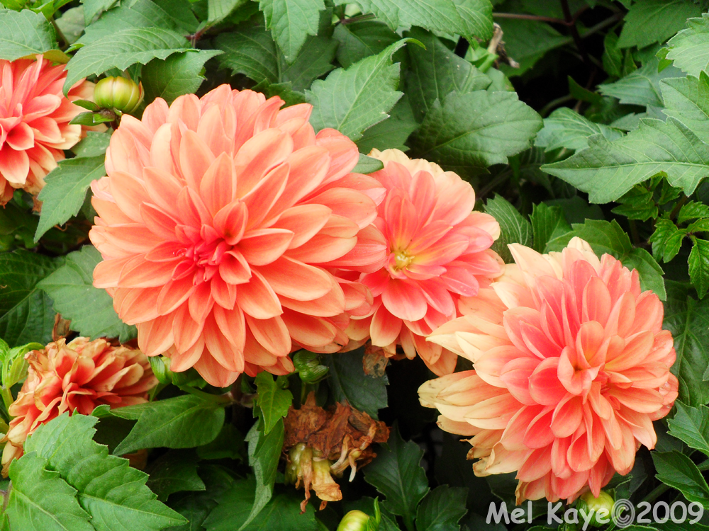 Pretty Maids All In A Row By Helmel On Deviantart