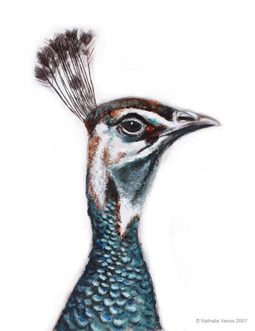 Peahen by VenusNathalie on DeviantArt