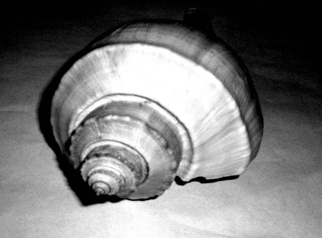 Conch Shell by photogrl07 on DeviantArt