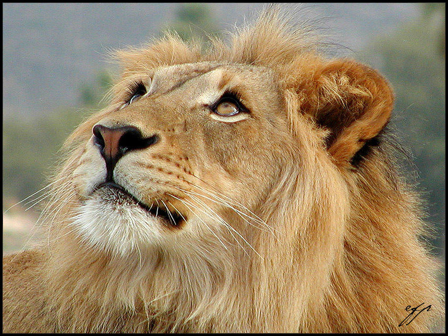 Leo 1 by oculus-mundi on DeviantArt