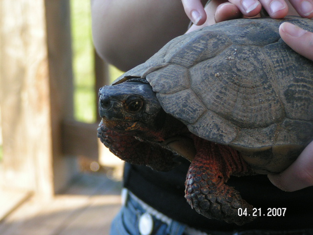 Bob the Turtle 2 by KazeRose on DeviantArt