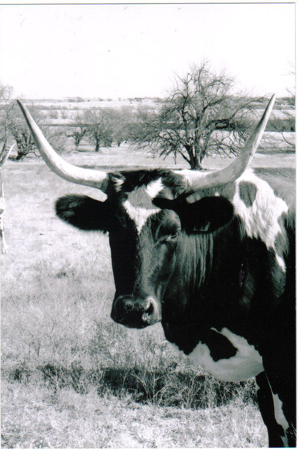 Black Longhorn by Amchalk on DeviantArt