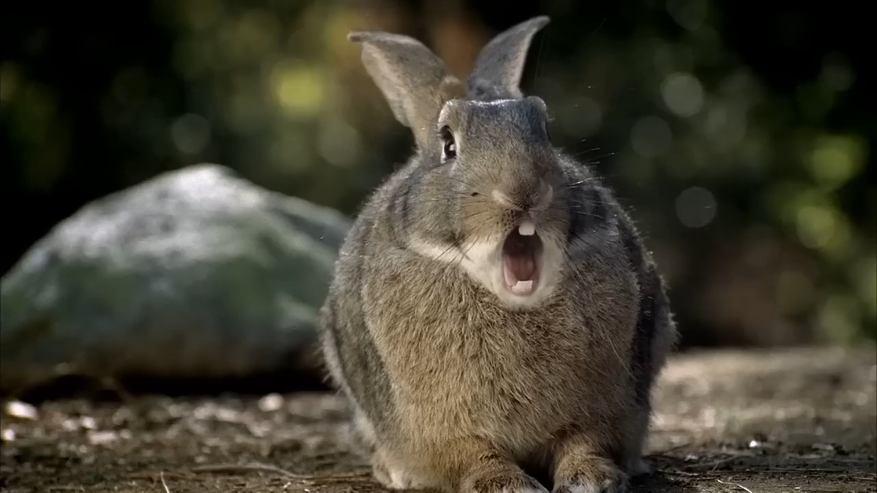 RABBIT SCREAMING FACE by futdiversoesrj on DeviantArt RABBIT SCREAMING FACE by futdiversoesrj on DeviantArt