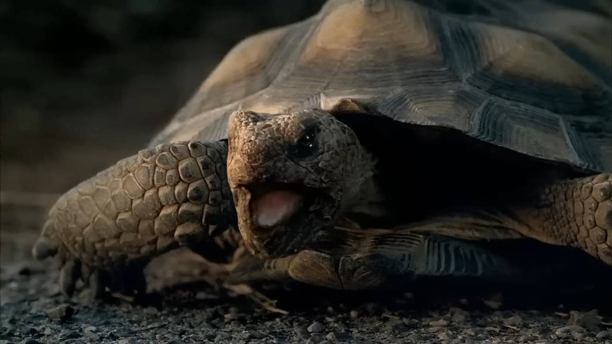 TURTLE SCREAMING FACE by futdiversoesrj on DeviantArt TURTLE SCREAMING FACE by futdiversoesrj on DeviantArt