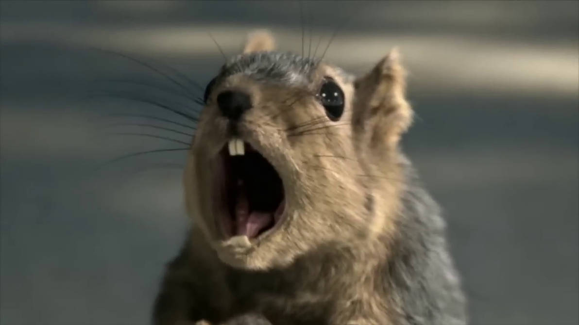 Squirrel Screaming Face by futdiversoesrj on DeviantArt Squirrel Screaming Face by futdiversoesrj on DeviantArt
