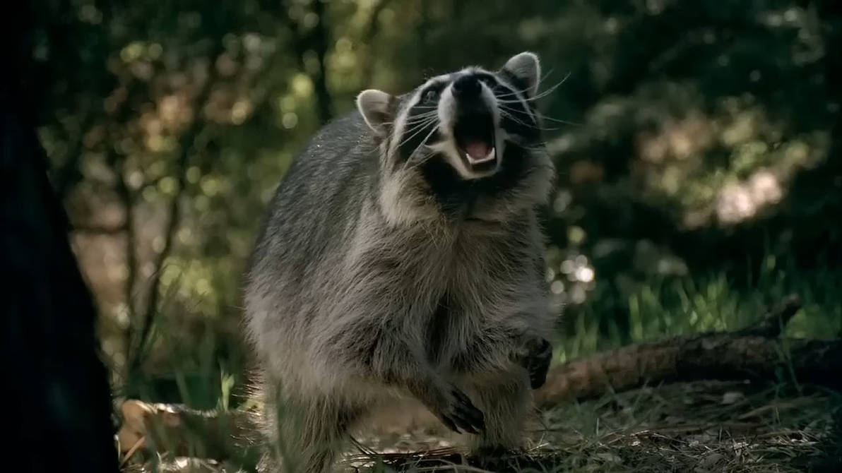 Raccoon Screaming Face by futdiversoesrj on DeviantArt Raccoon Screaming Face by futdiversoesrj on DeviantArt