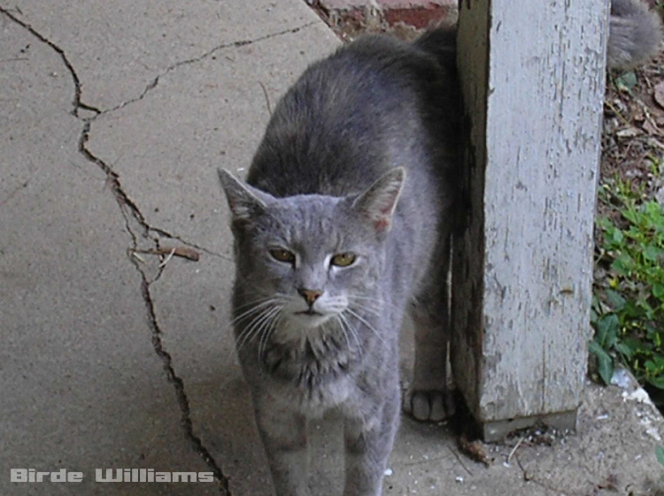 Brat Cat by birdewilliams on DeviantArt