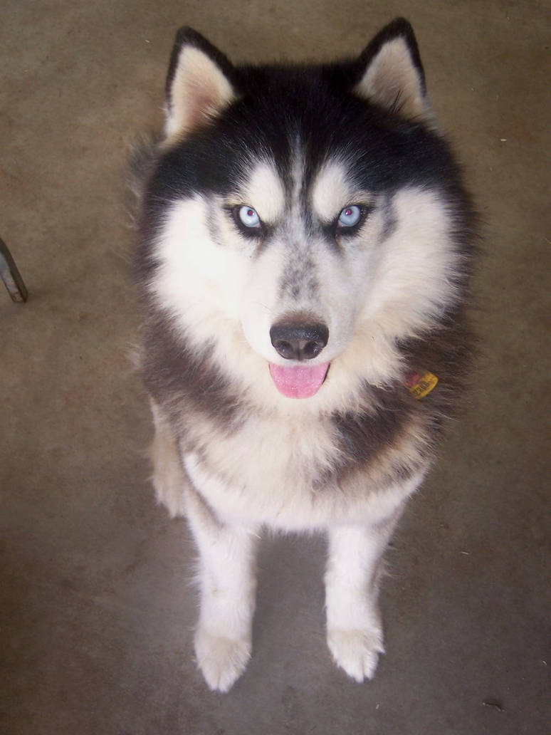 Kobuck by Oblique-and-Mysitque on DeviantArt