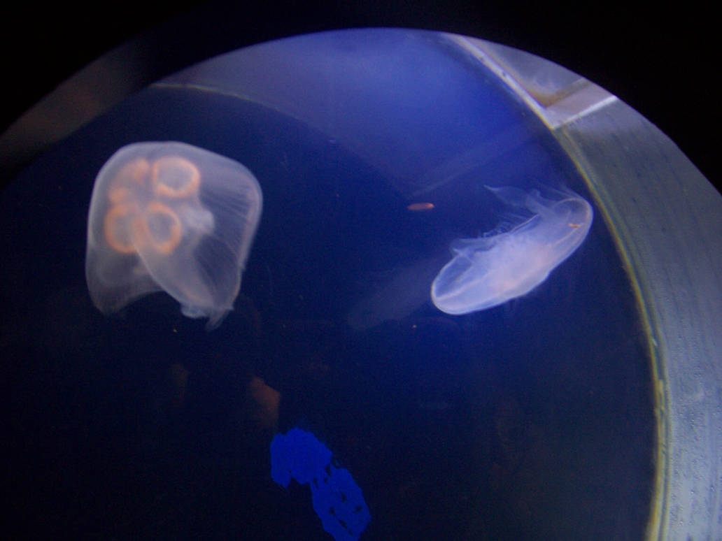Jellies by EricaTheweird on DeviantArt