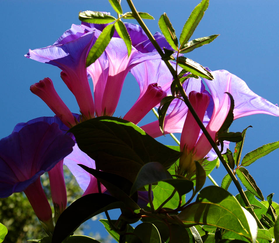 Purple trumpets by RonjaOm on DeviantArt