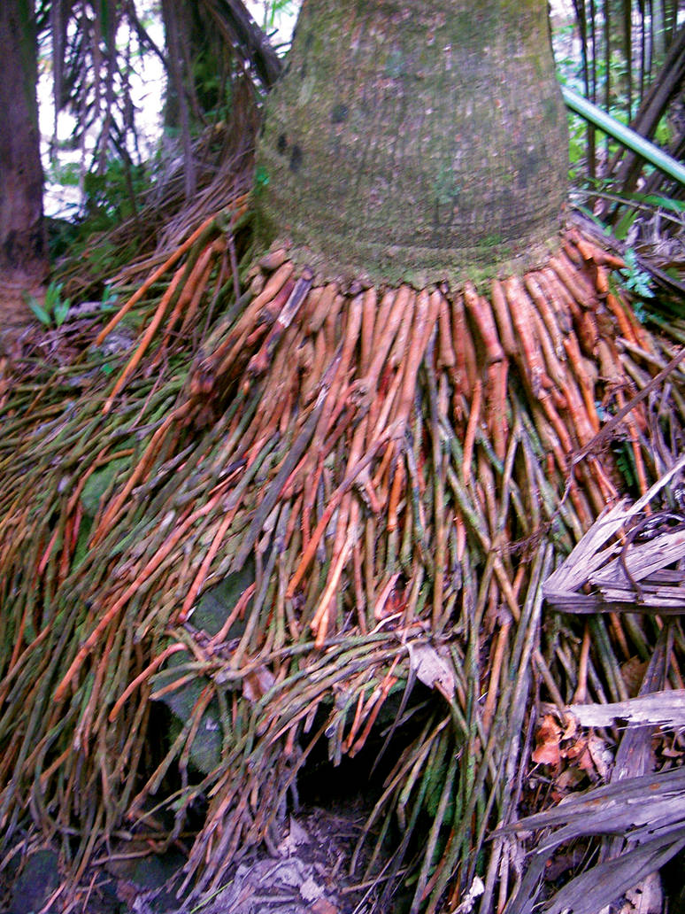 el yunque tree by betadesign on DeviantArt