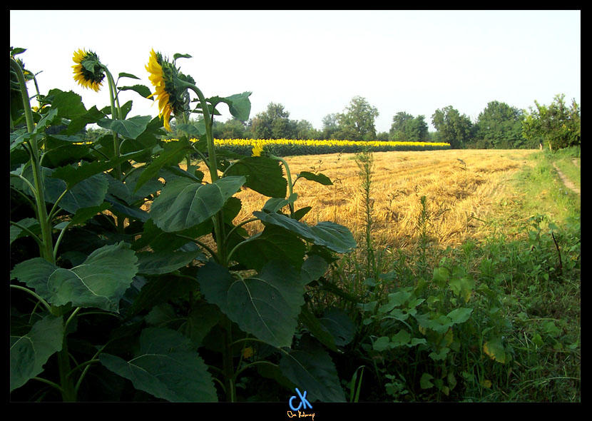 Sunflower mark II by canki on DeviantArt