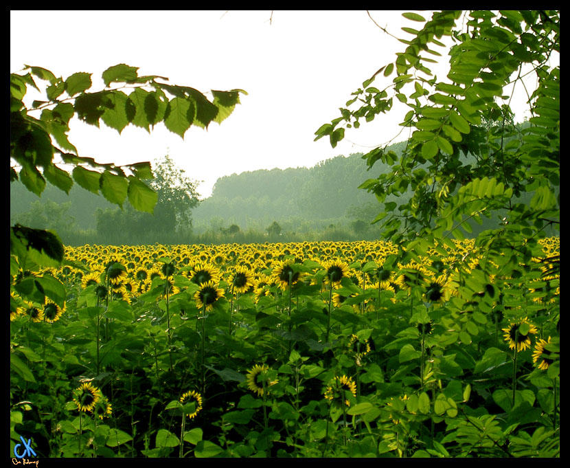 Sunflower mark I by canki on DeviantArt