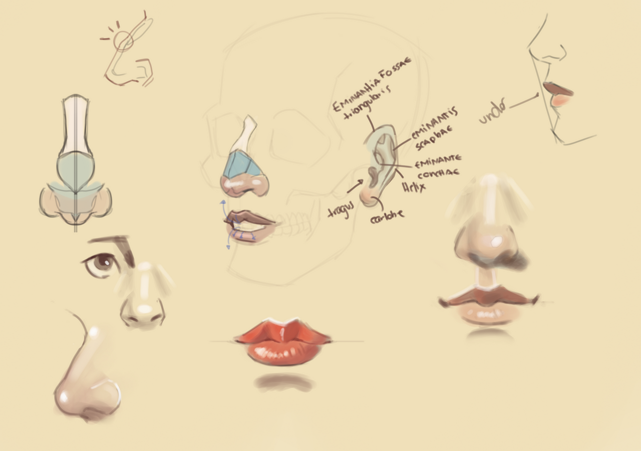 Anatomy Study by NewtWD on DeviantArt Anatomy Study by NewtWD on DeviantArt