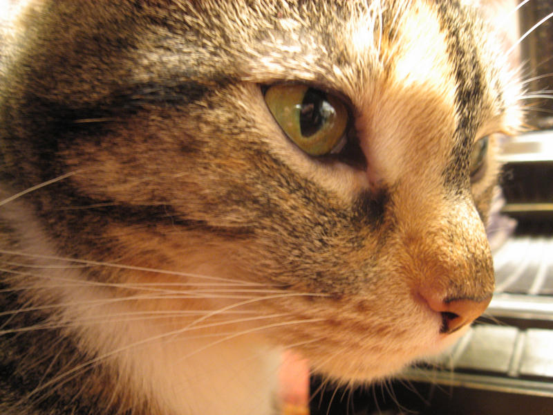 Fuzzy Face by HammondsNTrains on DeviantArt